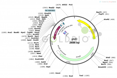 pUC19 Vector Plasmid DNA | GoldBio